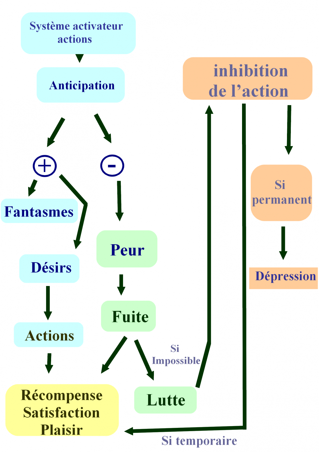 Découvrir le circuit de nos comportements (analyse neuro-psy)
